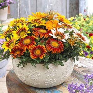 KIRA SEEDS - Treasure Flower Mix- Gazania - Annual Flowers for Planting - GMO Free