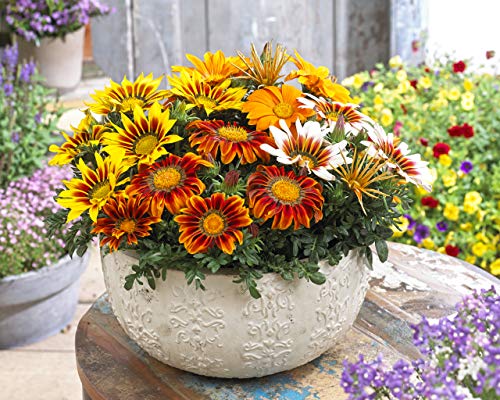 KIRA SEEDS - Treasure Flower Mix- Gazania - Annual Flowers for Planting - GMO Free