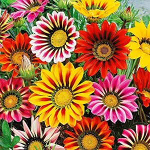 KIRA SEEDS - Treasure Flower Mix- Gazania - Annual Flowers for Planting - GMO Free