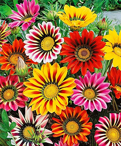 KIRA SEEDS - Treasure Flower Mix- Gazania - Annual Flowers for Planting - GMO Free