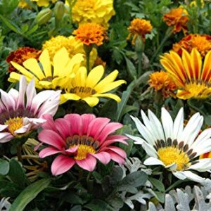 KIRA SEEDS - Treasure Flower Mix- Gazania - Annual Flowers for Planting - GMO Free