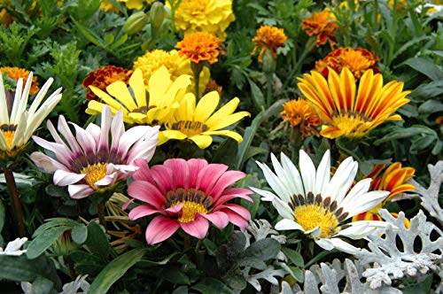 KIRA SEEDS - Treasure Flower Mix- Gazania - Annual Flowers for Planting - GMO Free