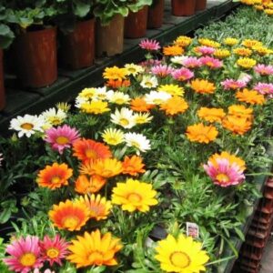 KIRA SEEDS - Treasure Flower Mix- Gazania - Annual Flowers for Planting - GMO Free