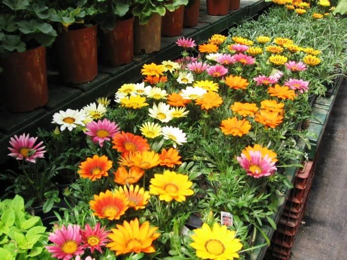 KIRA SEEDS - Treasure Flower Mix- Gazania - Annual Flowers for Planting - GMO Free