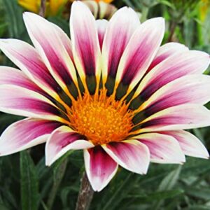 KIRA SEEDS - Treasure Flower Mix- Gazania - Annual Flowers for Planting - GMO Free