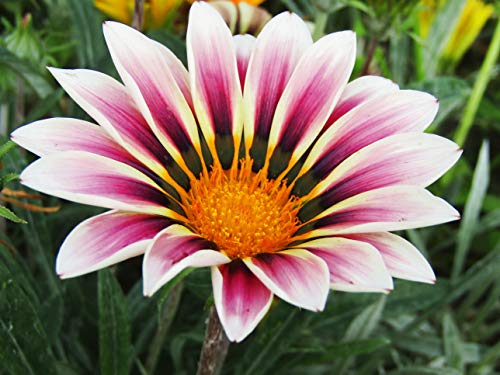 KIRA SEEDS - Treasure Flower Mix- Gazania - Annual Flowers for Planting - GMO Free