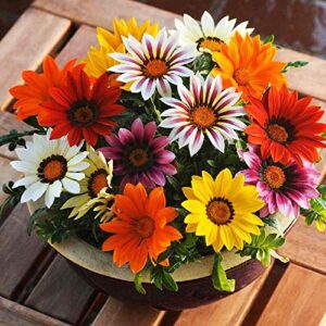 KIRA SEEDS - Treasure Flower Mix- Gazania - Annual Flowers for Planting - GMO Free