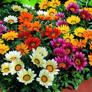 KIRA SEEDS - Treasure Flower Mix- Gazania - Annual Flowers for Planting - GMO Free