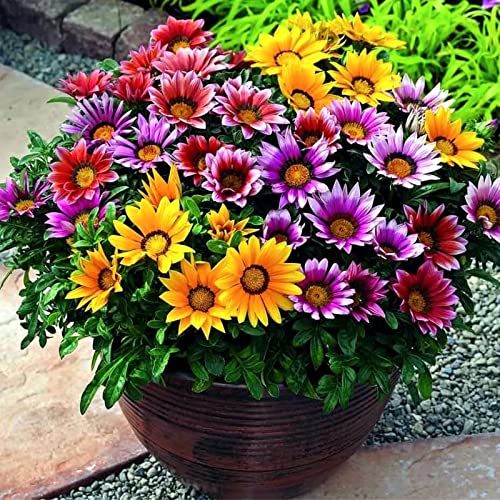 KIRA SEEDS - Treasure Flower Mix- Gazania - Annual Flowers for Planting - GMO Free