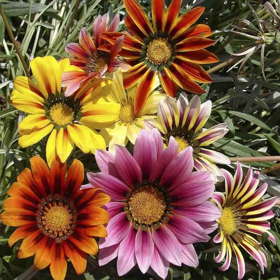 KIRA SEEDS - Treasure Flower Mix- Gazania - Annual Flowers for Planting - GMO Free