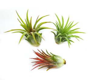 it blooms rainforest grown 3 pack ionantha air plants assorted sizes - live tillandsia - 1 to 3 inches - 30 day guarantee