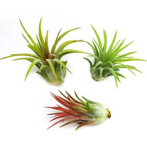 It Blooms Rainforest Grown 3 Pack Ionantha Air Plants Assorted Sizes - Live Tillandsia - 1 to 3 inches - 30 Day Guarantee