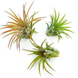 It Blooms Rainforest Grown 3 Pack Ionantha Air Plants Assorted Sizes - Live Tillandsia - 1 to 3 inches - 30 Day Guarantee