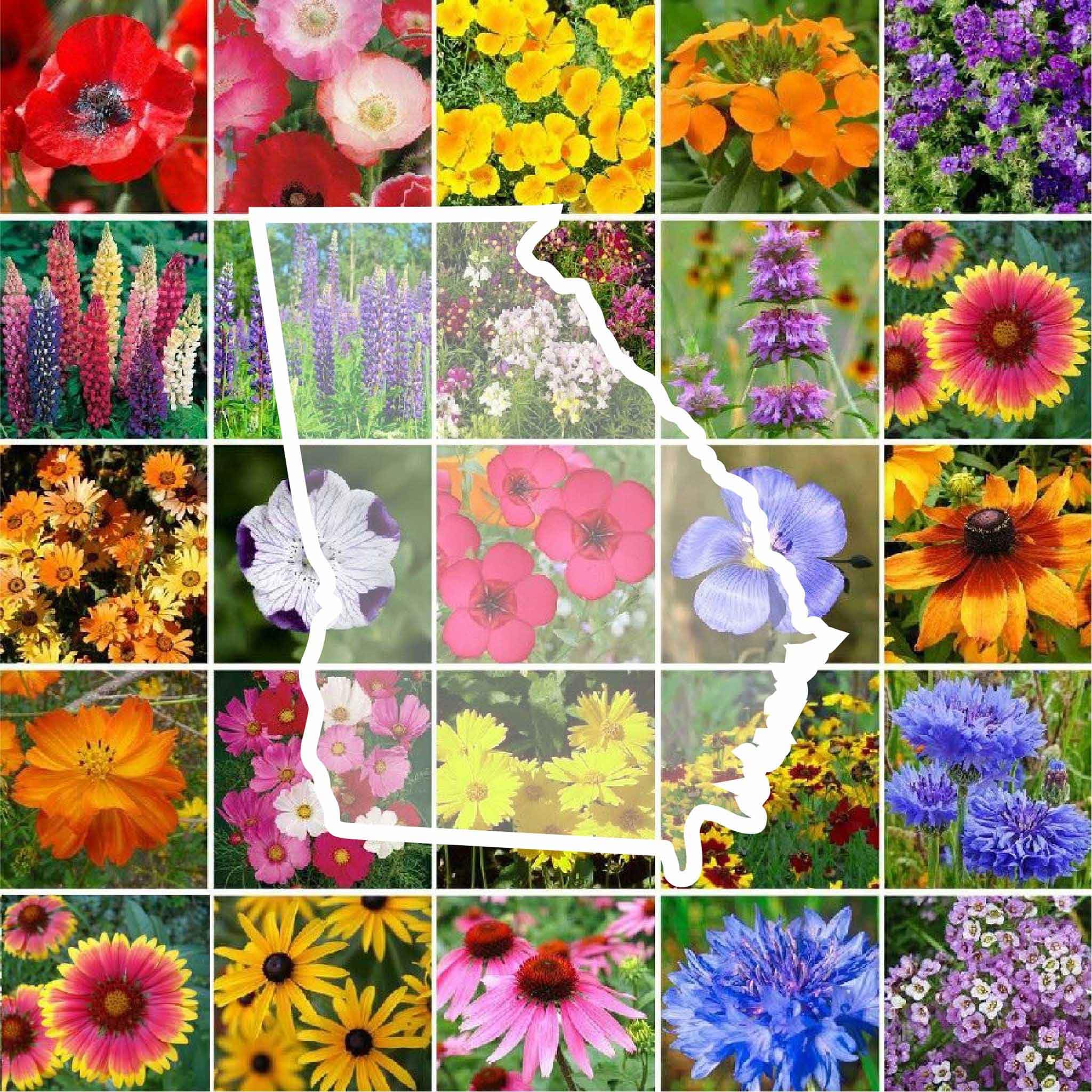 Eden Brothers Georgia Wildflower Mixed Seeds for Planting, 1/4 lb, 120,000+ Seeds with Cornflower, Cosmos, African Daisy | Attracts Pollinators, Plant in Spring or Fall, Zones 3, 4, 5, 6, 7, 8, 9, 10