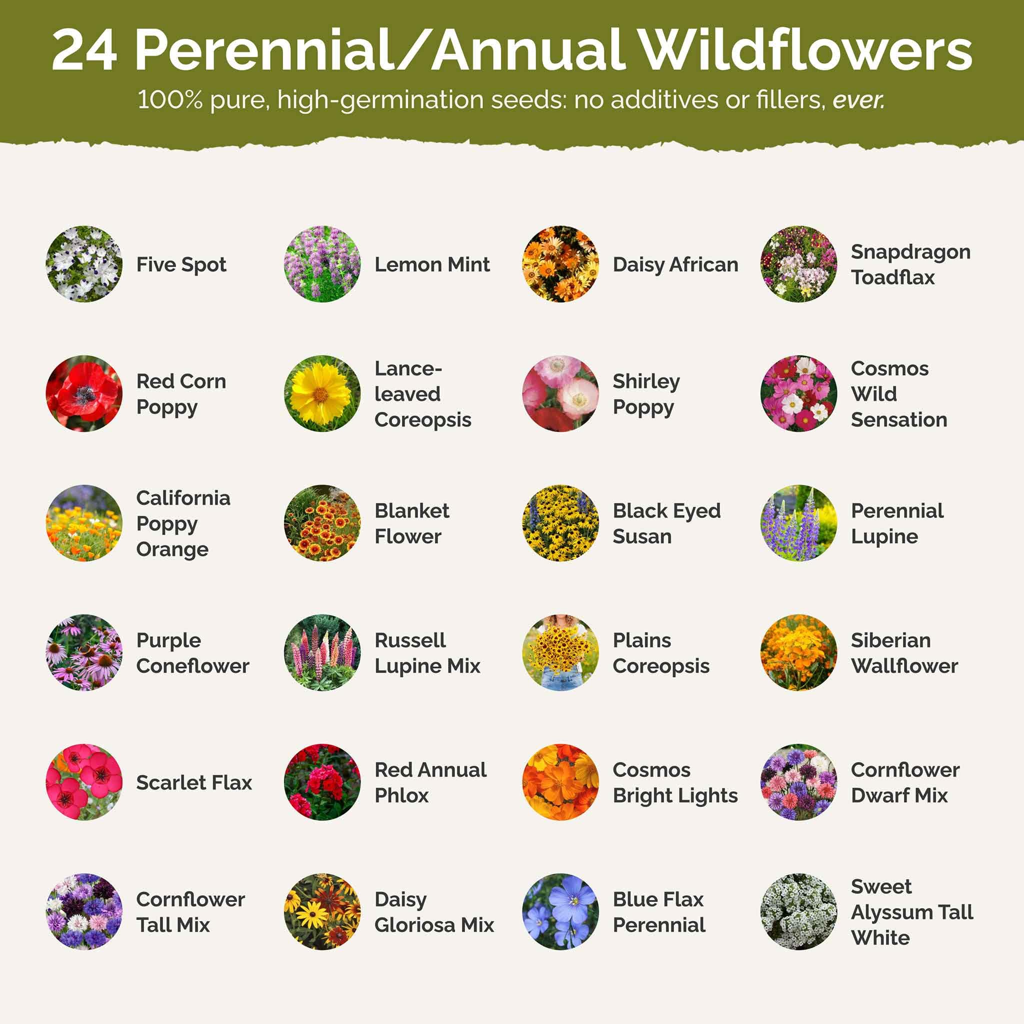 Eden Brothers Georgia Wildflower Mixed Seeds for Planting, 1/4 lb, 120,000+ Seeds with Cornflower, Cosmos, African Daisy | Attracts Pollinators, Plant in Spring or Fall, Zones 3, 4, 5, 6, 7, 8, 9, 10