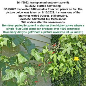 For 2024!Best Taste Cherry Tomato Seeds for Planting-Sun Gold.Non GMO Garden Seeds for Planting Vegetables Seeds at Home Vegetable Garden & Hydroponics Seed Pods:10ct Sungold Cherry Tomato Plant Seeds