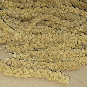 Penn Seed Spray Millet Heads (No Stems Only Edible Tops) 5 lbs.