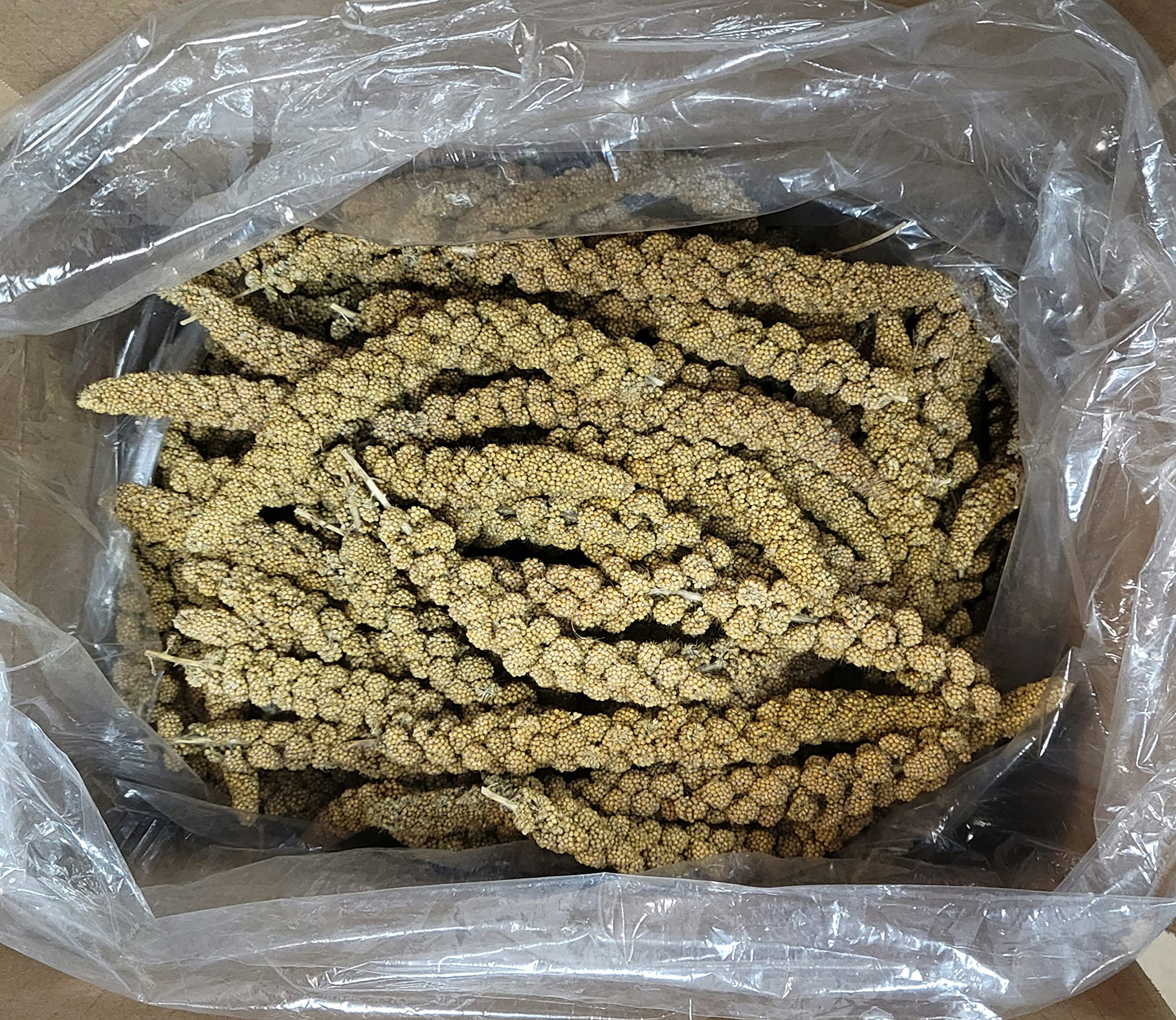 Penn Seed Spray Millet Heads (No Stems Only Edible Tops) 5 lbs.