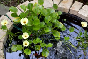 golden water poppies (hydrocleys nymphoides) - easy live pond plants