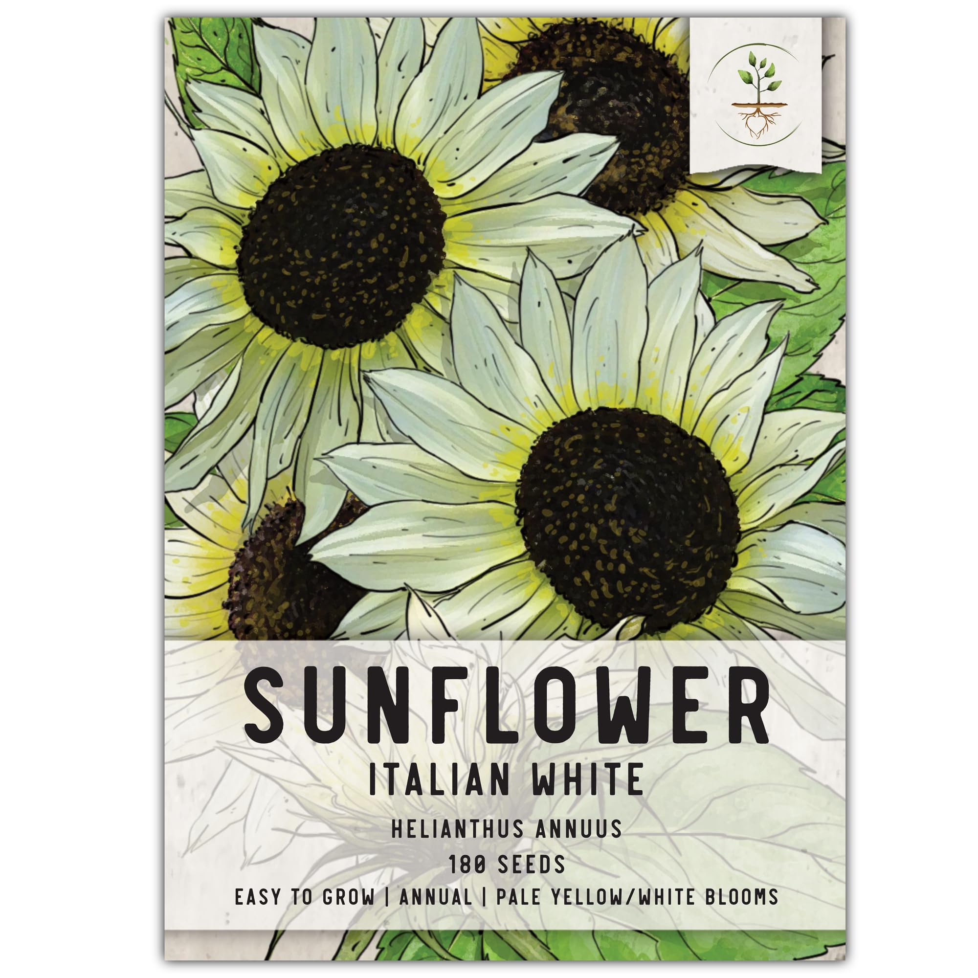 Seed Needs, Italian White Sunflower Seeds - 180 Heirloom Seeds for Planting Helianthus debilis - Light Yellow Blooms to Plant an Outdoor Butterfly Garden, Great for Cut Flowers (1 Pack)