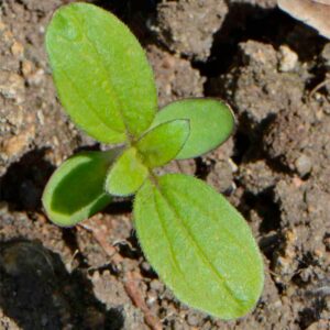 Seed Needs, Italian White Sunflower Seeds - 180 Heirloom Seeds for Planting Helianthus debilis - Light Yellow Blooms to Plant an Outdoor Butterfly Garden, Great for Cut Flowers (1 Pack)