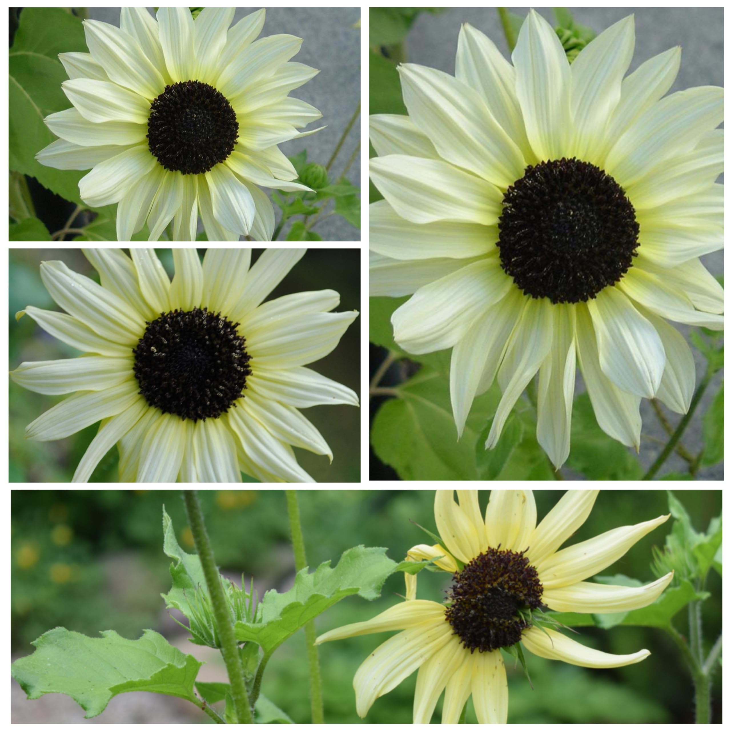 Seed Needs, Italian White Sunflower Seeds - 180 Heirloom Seeds for Planting Helianthus debilis - Light Yellow Blooms to Plant an Outdoor Butterfly Garden, Great for Cut Flowers (1 Pack)