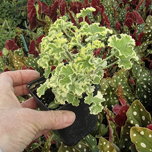 Geranium Prince Rupert Variegated, Pelargonium Hybrid, Scented Geranium, Upright Plant or Bonsai, Pleasing Lemony Scent, ContainerSize: 3" (2.6x3.5")