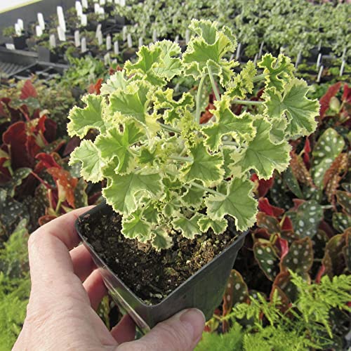 Geranium Prince Rupert Variegated, Pelargonium Hybrid, Scented Geranium, Upright Plant or Bonsai, Pleasing Lemony Scent, ContainerSize: 3" (2.6x3.5")