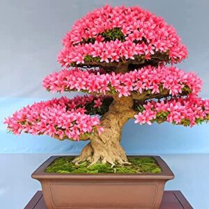 Flowering Bonsai Tree Seeds - Judas Tree (Cercis siliquastrum) | 20 Seeds | Flowering Tree Prized for Bonsai