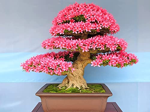 Flowering Bonsai Tree Seeds - Judas Tree (Cercis siliquastrum) | 20 Seeds | Flowering Tree Prized for Bonsai