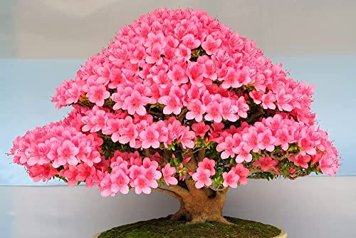 Flowering Bonsai Tree Seeds - Judas Tree (Cercis siliquastrum) | 20 Seeds | Flowering Tree Prized for Bonsai