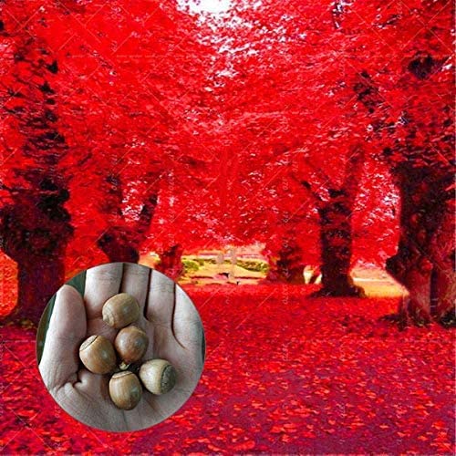 Red Oak Tree Seeds for Planting | 5 Seeds | Highly Prized for Bonsai, Red Oak Tree - 5 Big Healthy Seeds