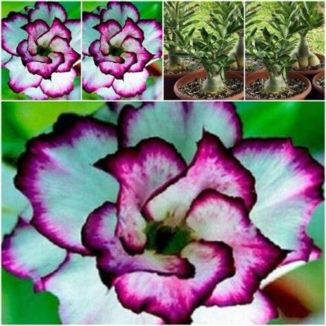 RAW WATTS 30 Seeds of Desert Rose Seeds - Mixed Color Adenium Obesum Seeds to Grow - NonGMO - Drawf Plant Seeds for Planting Bonsai