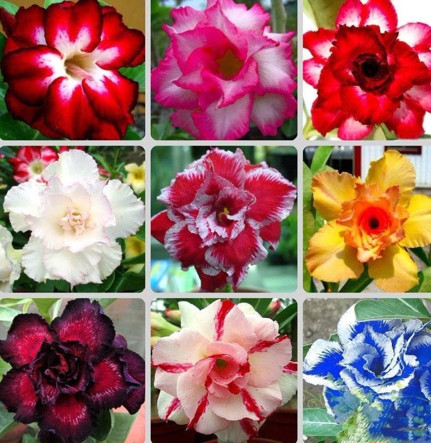 RAW WATTS 30 Seeds of Desert Rose Seeds - Mixed Color Adenium Obesum Seeds to Grow - NonGMO - Drawf Plant Seeds for Planting Bonsai