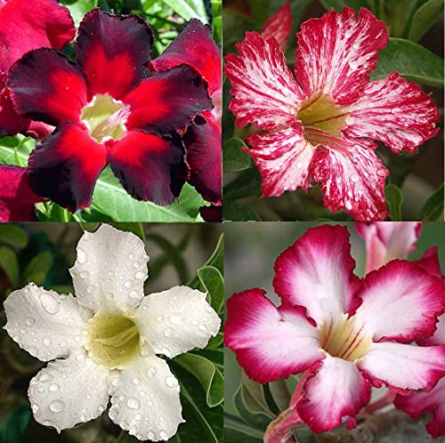 RAW WATTS 30 Seeds of Desert Rose Seeds - Mixed Color Adenium Obesum Seeds to Grow - NonGMO - Drawf Plant Seeds for Planting Bonsai