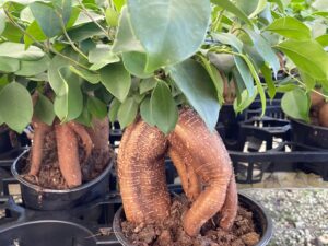 bubbleblooms ficus microcarpa chinese banyan bonsai tree in a 6 inch pot