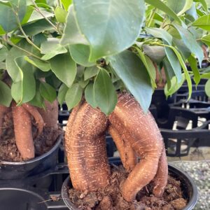 BubbleBlooms Ficus microcarpa Chinese Banyan Bonsai Tree in a 6 inch Pot