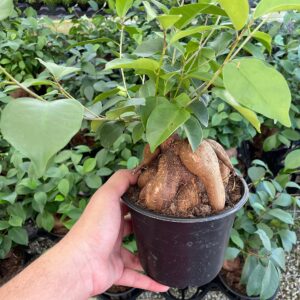 BubbleBlooms Ficus microcarpa Chinese Banyan Bonsai Tree in a 6 inch Pot