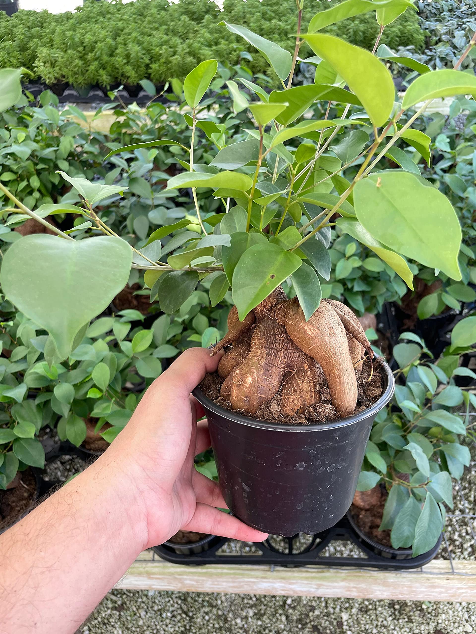 BubbleBlooms Ficus microcarpa Chinese Banyan Bonsai Tree in a 6 inch Pot