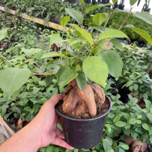 BubbleBlooms Ficus microcarpa Chinese Banyan Bonsai Tree in a 6 inch Pot