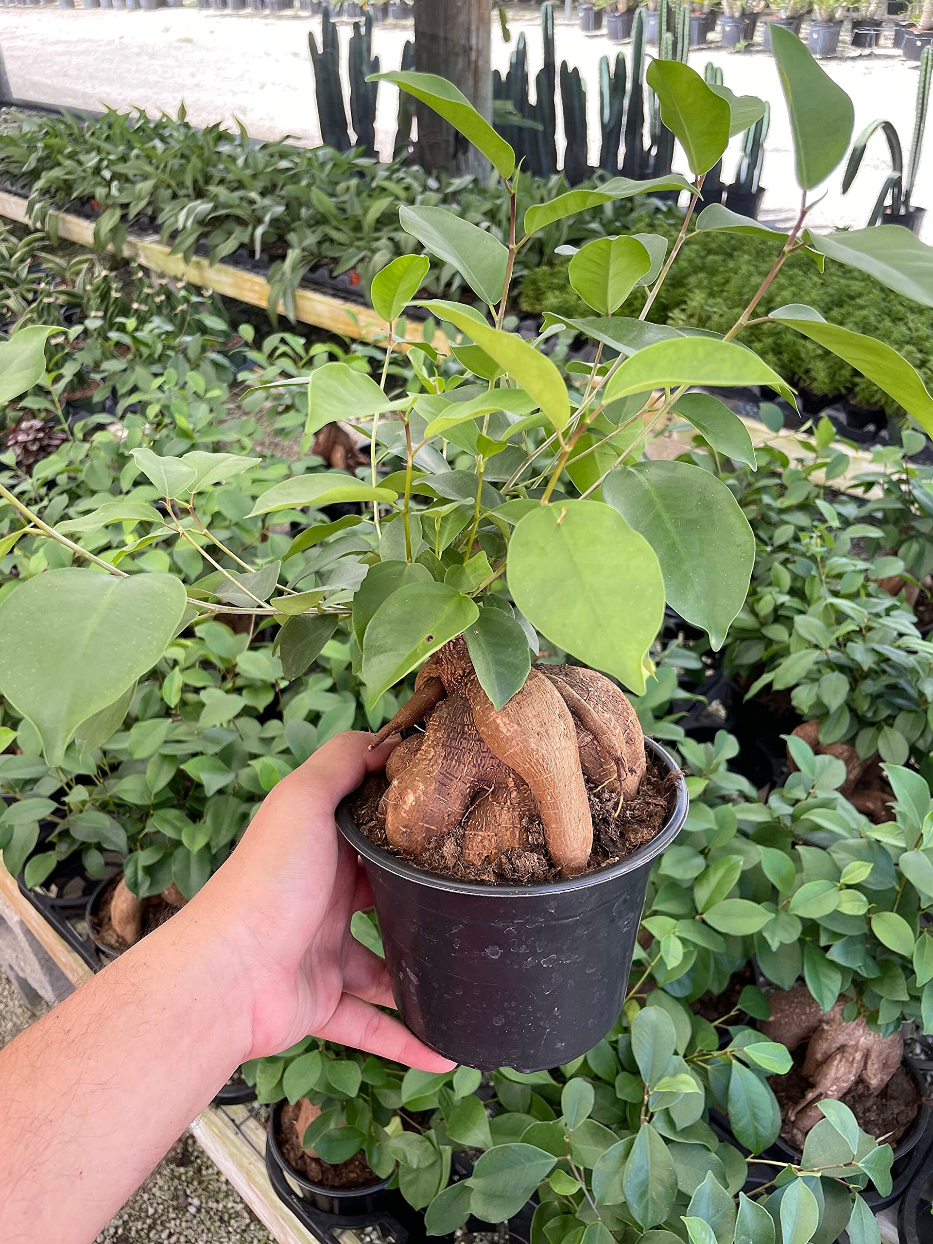 BubbleBlooms Ficus microcarpa Chinese Banyan Bonsai Tree in a 6 inch Pot