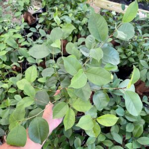 BubbleBlooms Ficus microcarpa Chinese Banyan Bonsai Tree in a 6 inch Pot