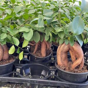 BubbleBlooms Ficus microcarpa Chinese Banyan Bonsai Tree in a 6 inch Pot