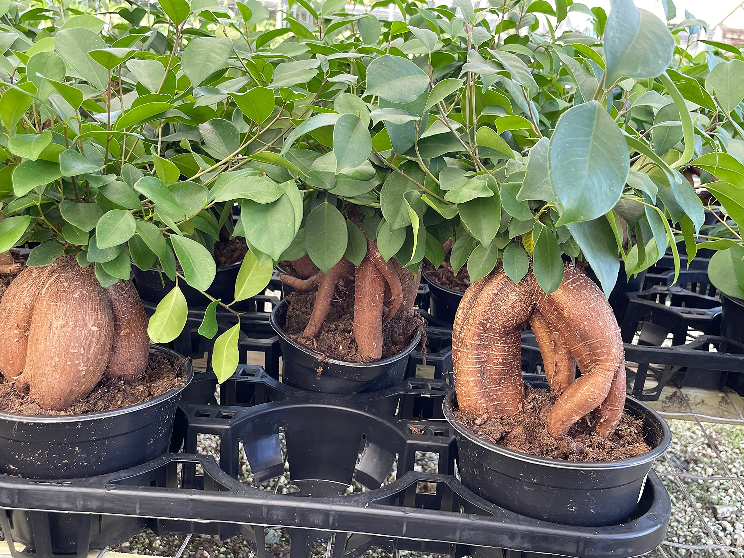 BubbleBlooms Ficus microcarpa Chinese Banyan Bonsai Tree in a 6 inch Pot