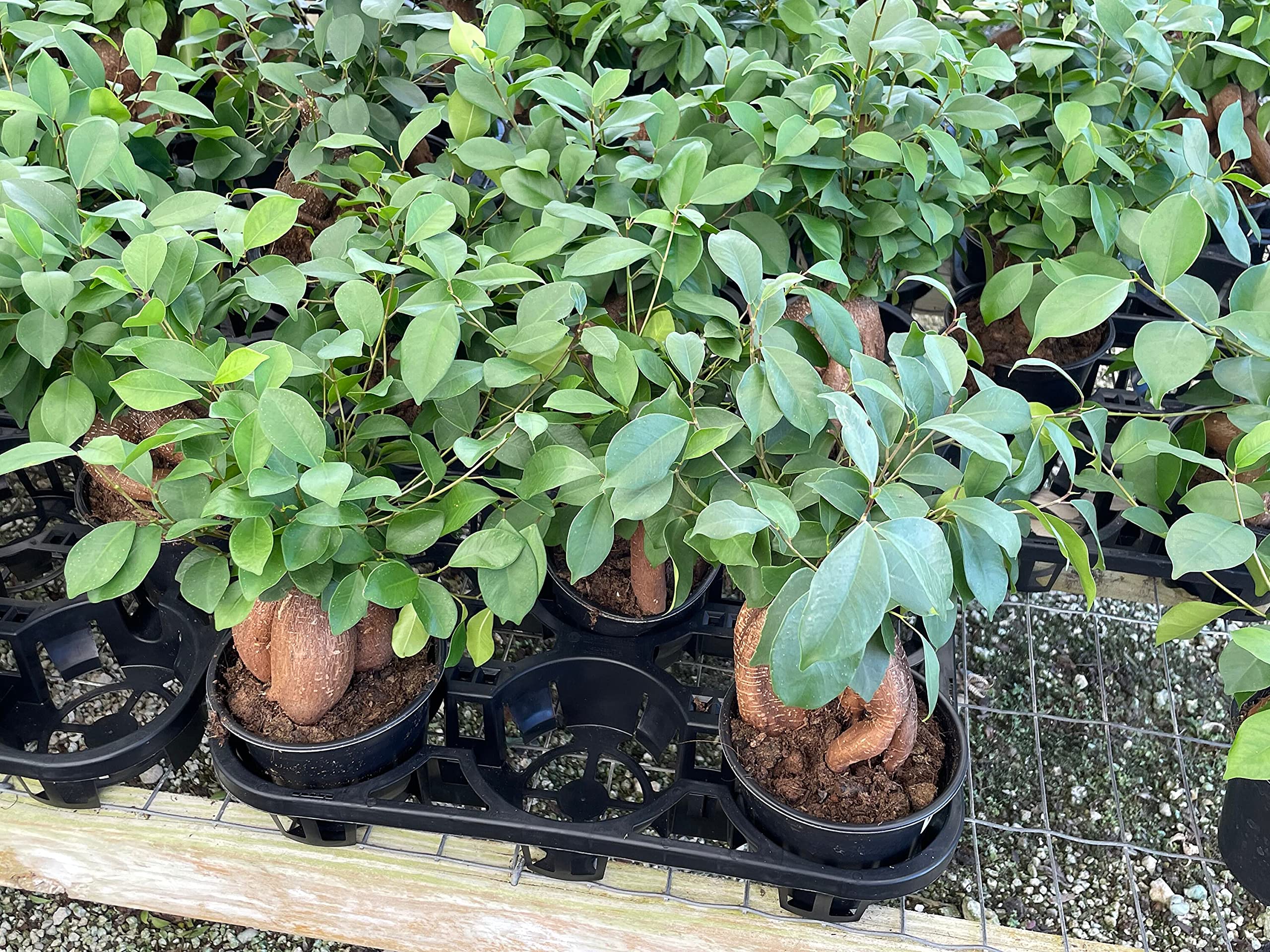 BubbleBlooms Ficus microcarpa Chinese Banyan Bonsai Tree in a 6 inch Pot