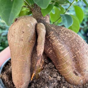 BubbleBlooms Ficus microcarpa Chinese Banyan Bonsai Tree in a 6 inch Pot