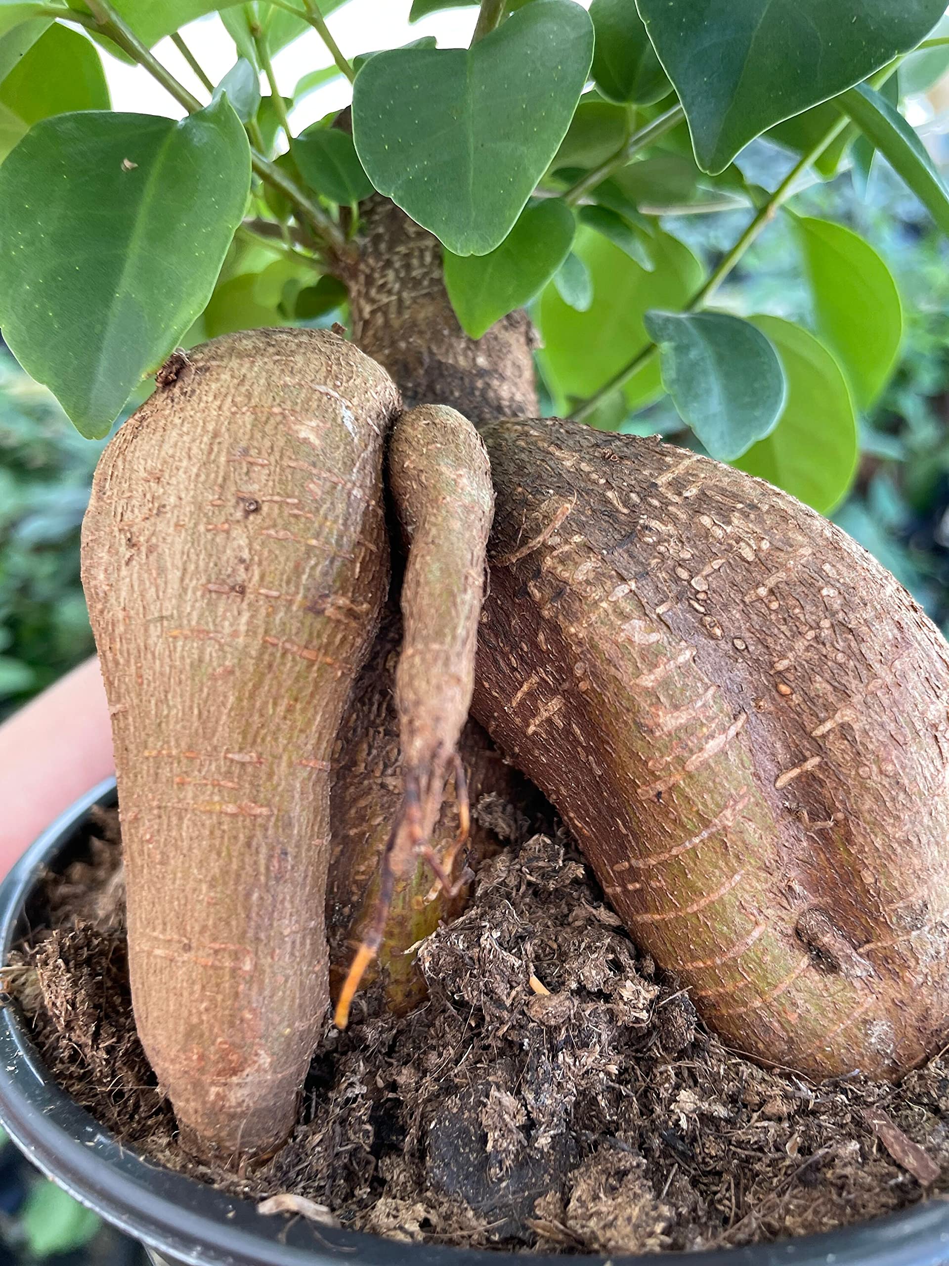 BubbleBlooms Ficus microcarpa Chinese Banyan Bonsai Tree in a 6 inch Pot