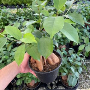 BubbleBlooms Ficus microcarpa Chinese Banyan Bonsai Tree in a 6 inch Pot