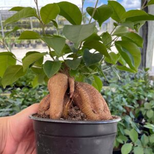 BubbleBlooms Ficus microcarpa Chinese Banyan Bonsai Tree in a 6 inch Pot