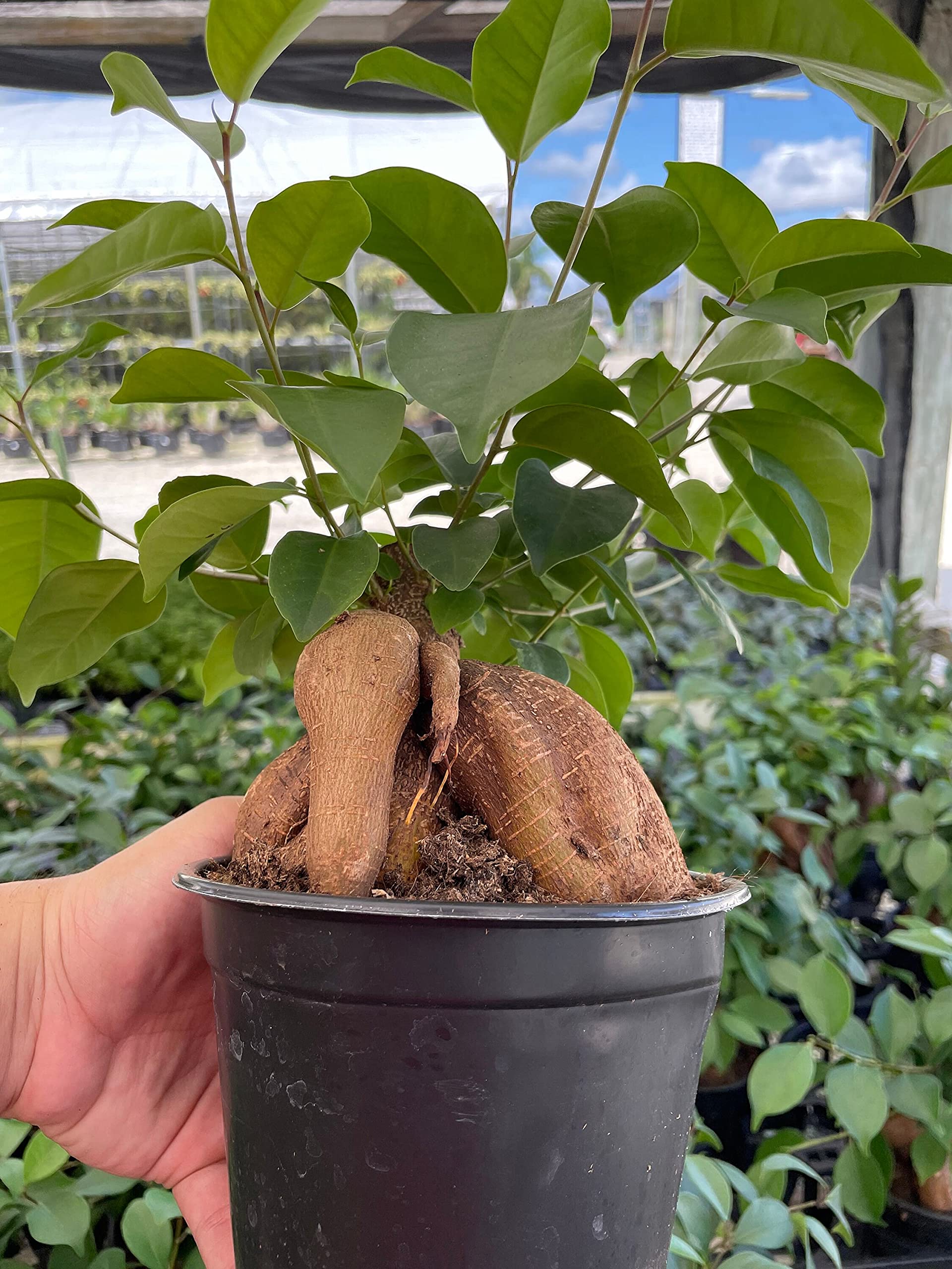 BubbleBlooms Ficus microcarpa Chinese Banyan Bonsai Tree in a 6 inch Pot